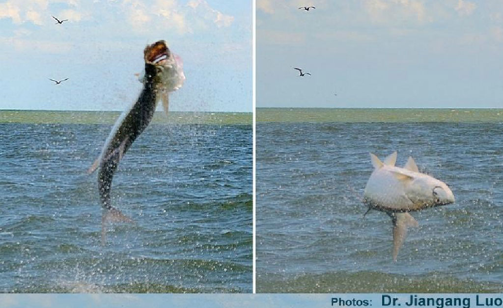 Julia, the Tarpon - Belize River Lodge