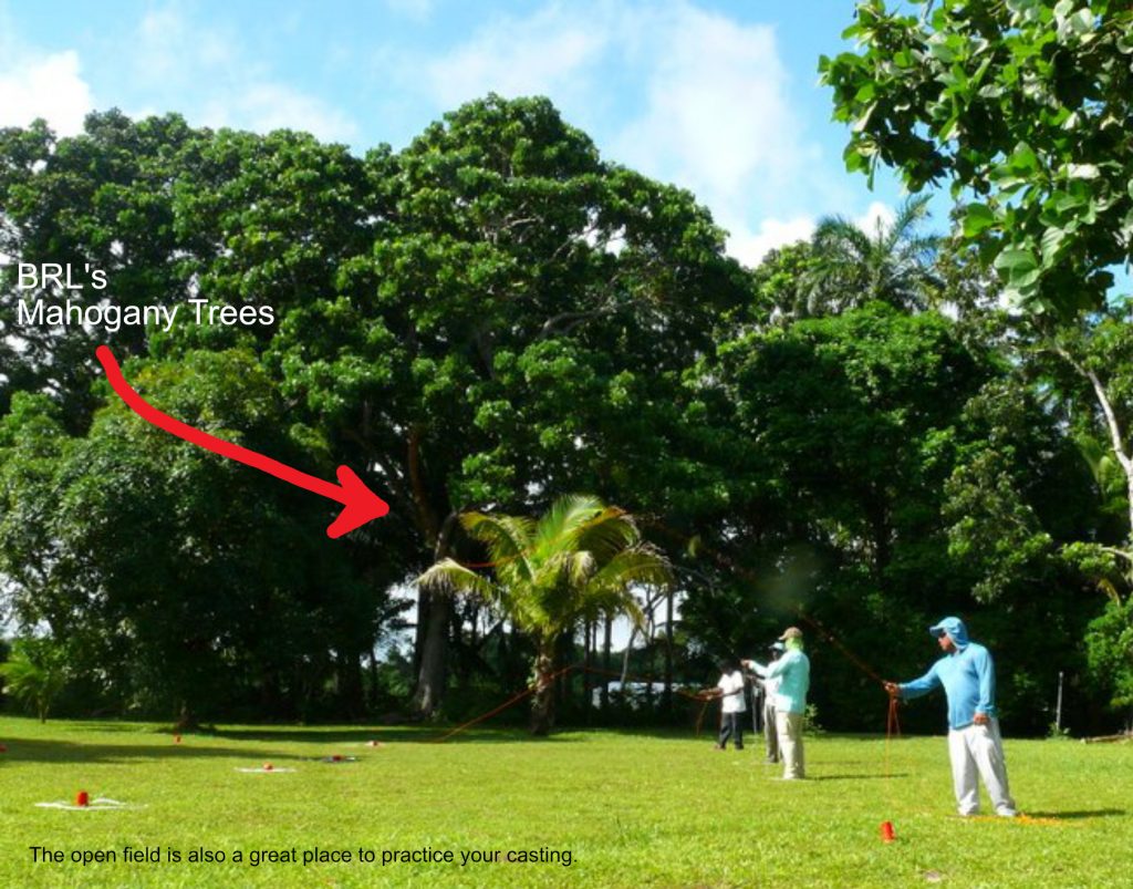National Symbols Of Belize - Belize River Lodge