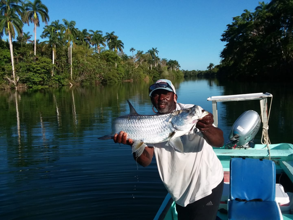 BRL Fish Tales - migratory Big Tarpon are here!!!! - Belize River Lodge