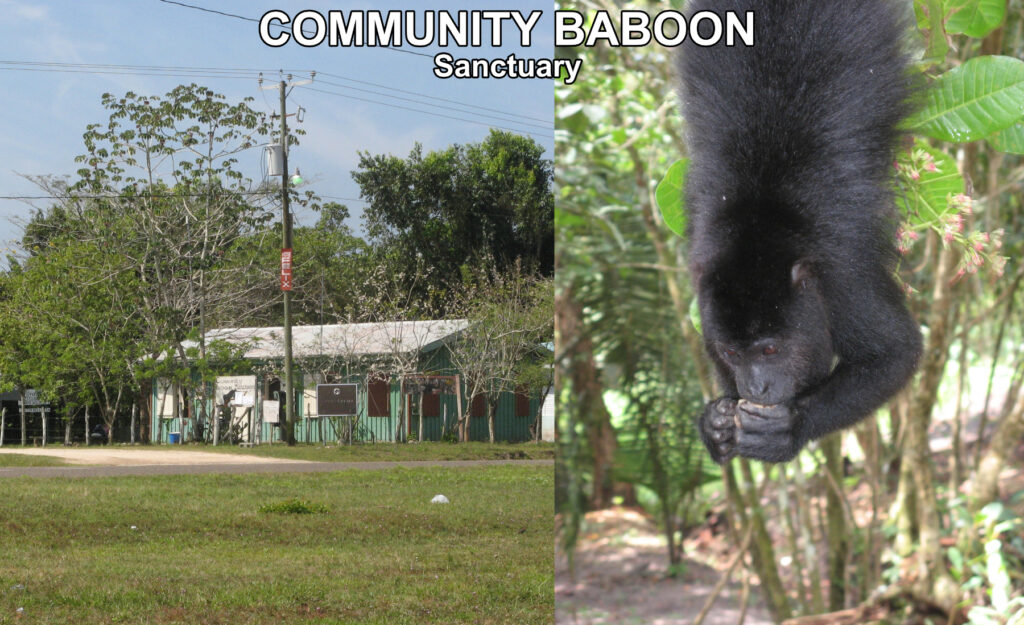 BRL Tour Highlight - ALTUN HA Maya Site, COMMUNITY BABOON Sanctuary ...