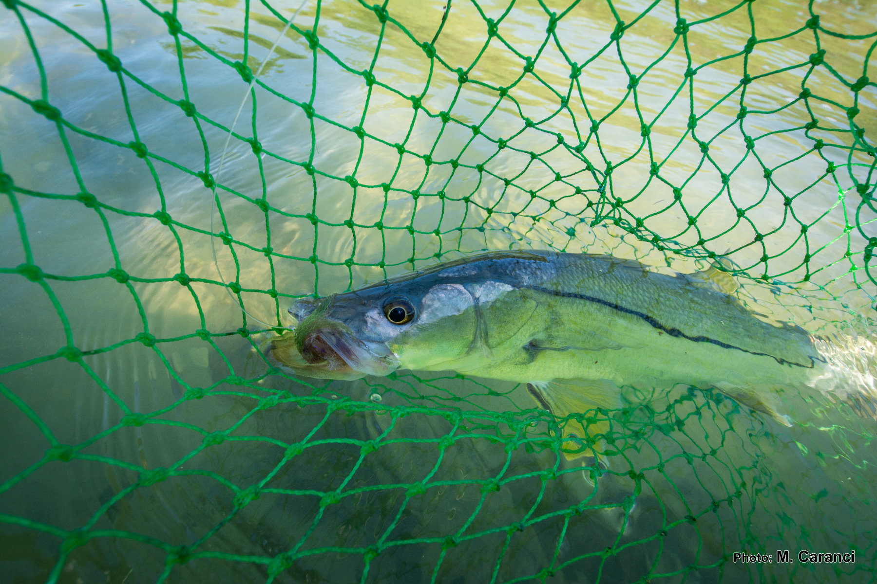 Fish Tales ~ Tarpon, Snook and bigger Bones - Belize River Lodge