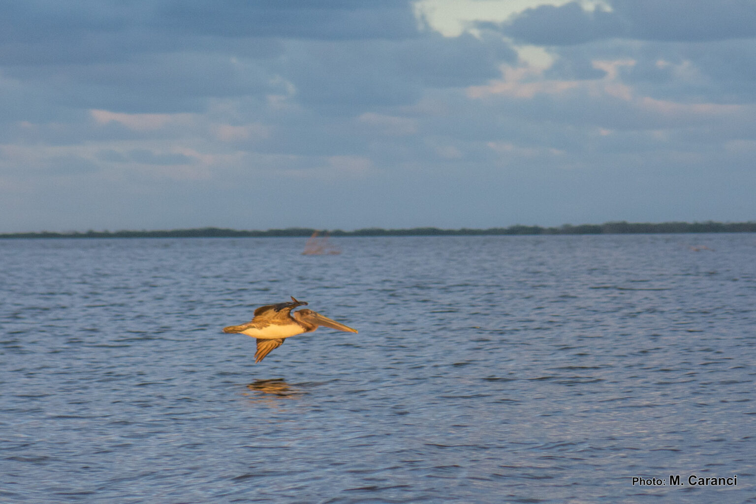 Fish Tales ~ Tarpon, Snook and bigger Bones - Belize River Lodge