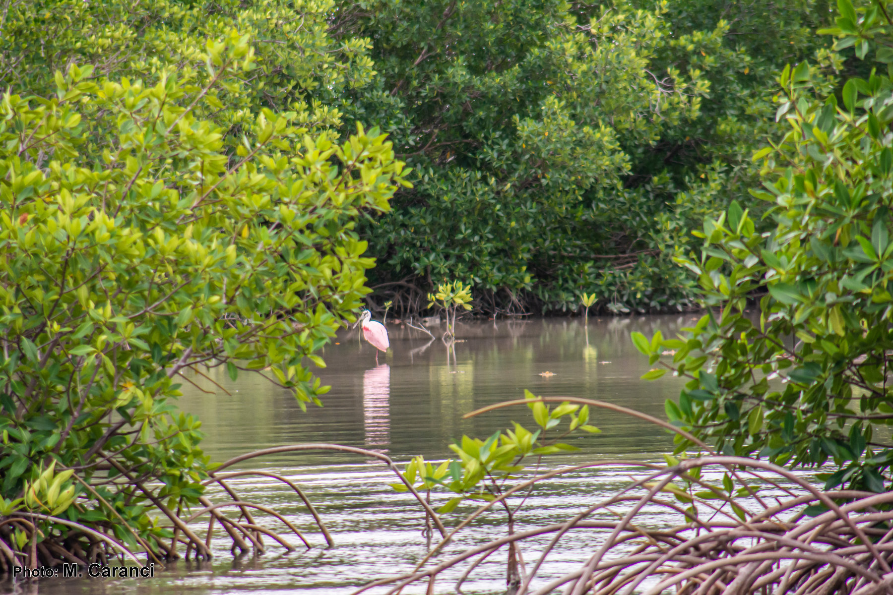 Fish Tales ~ Tarpon, Snook and bigger Bones - Belize River Lodge